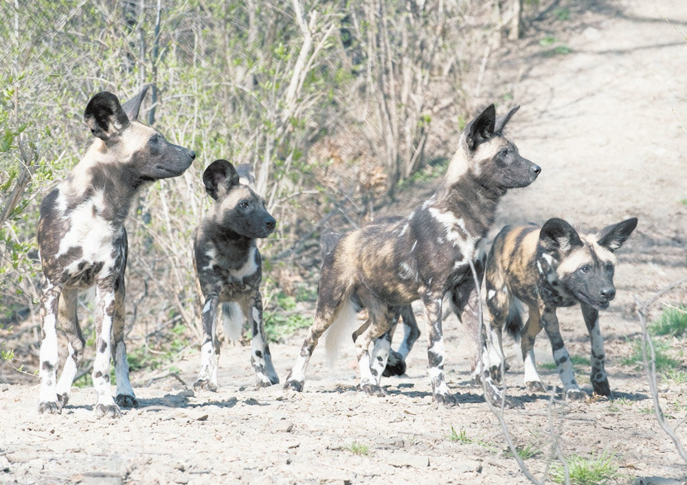 How Can We Save African Wild Dogs