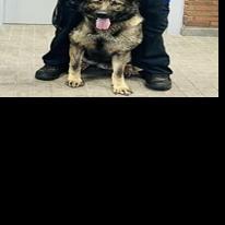 City police announce sudden death of K-9 VooDoo | Local News | times ...