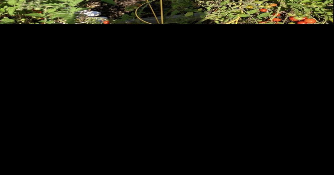 Crellin Elementary receives national Green Ribbon School award | Local ...