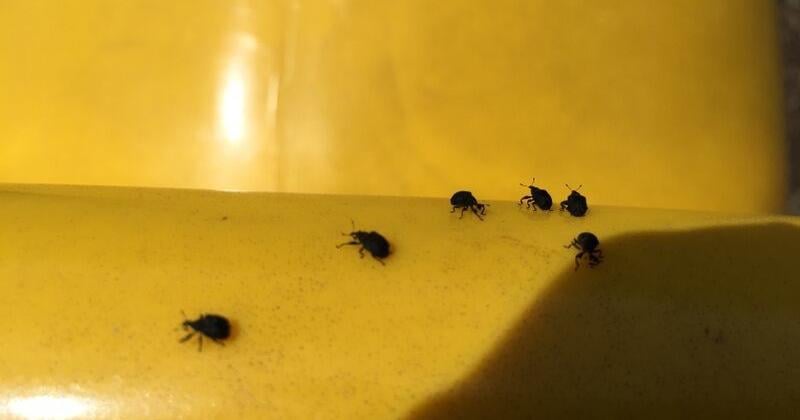 "Flying ticks" invading area are not ticks at all | News | times-news.com