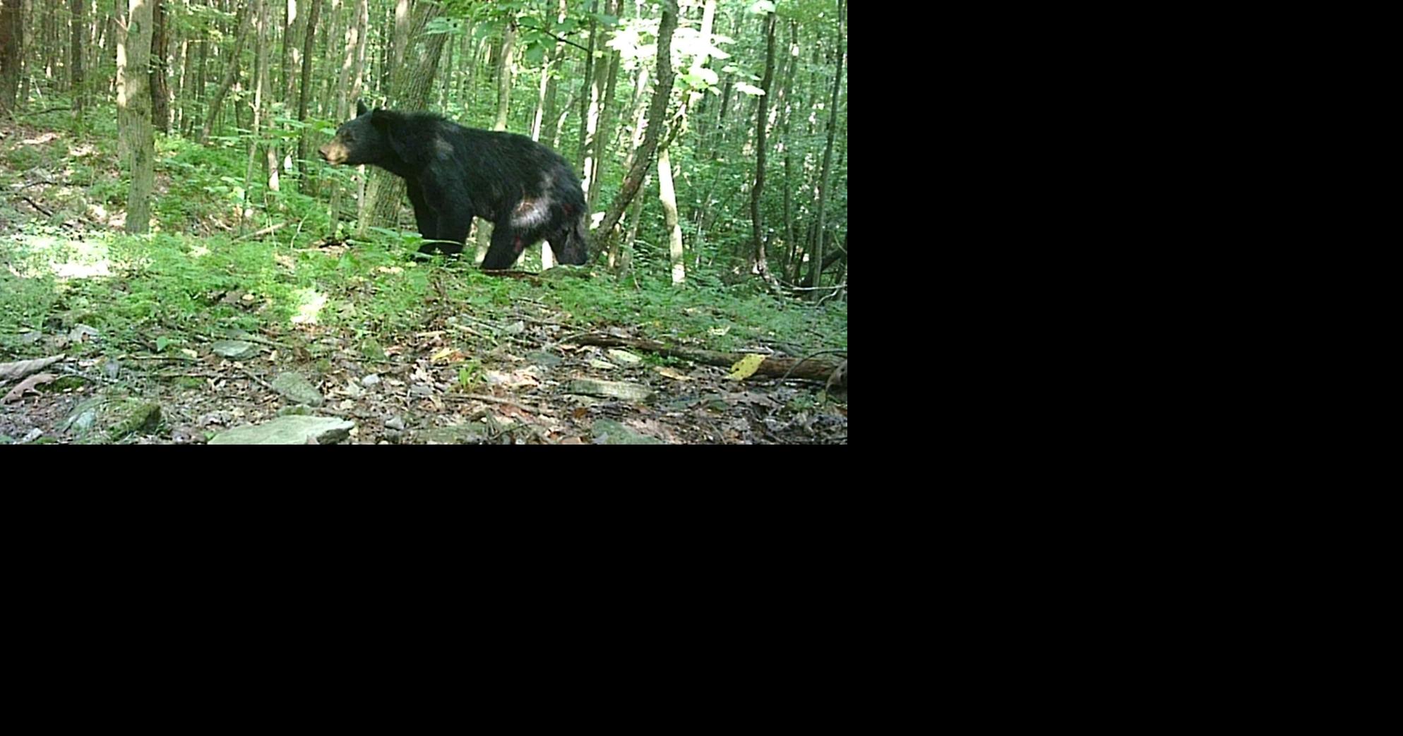 Bear facts: Four-part series to look at hunt's 19-year history | Sports ...