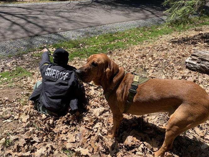 Bloodhound training 'big hide and seek game' | Local News | times-news.com