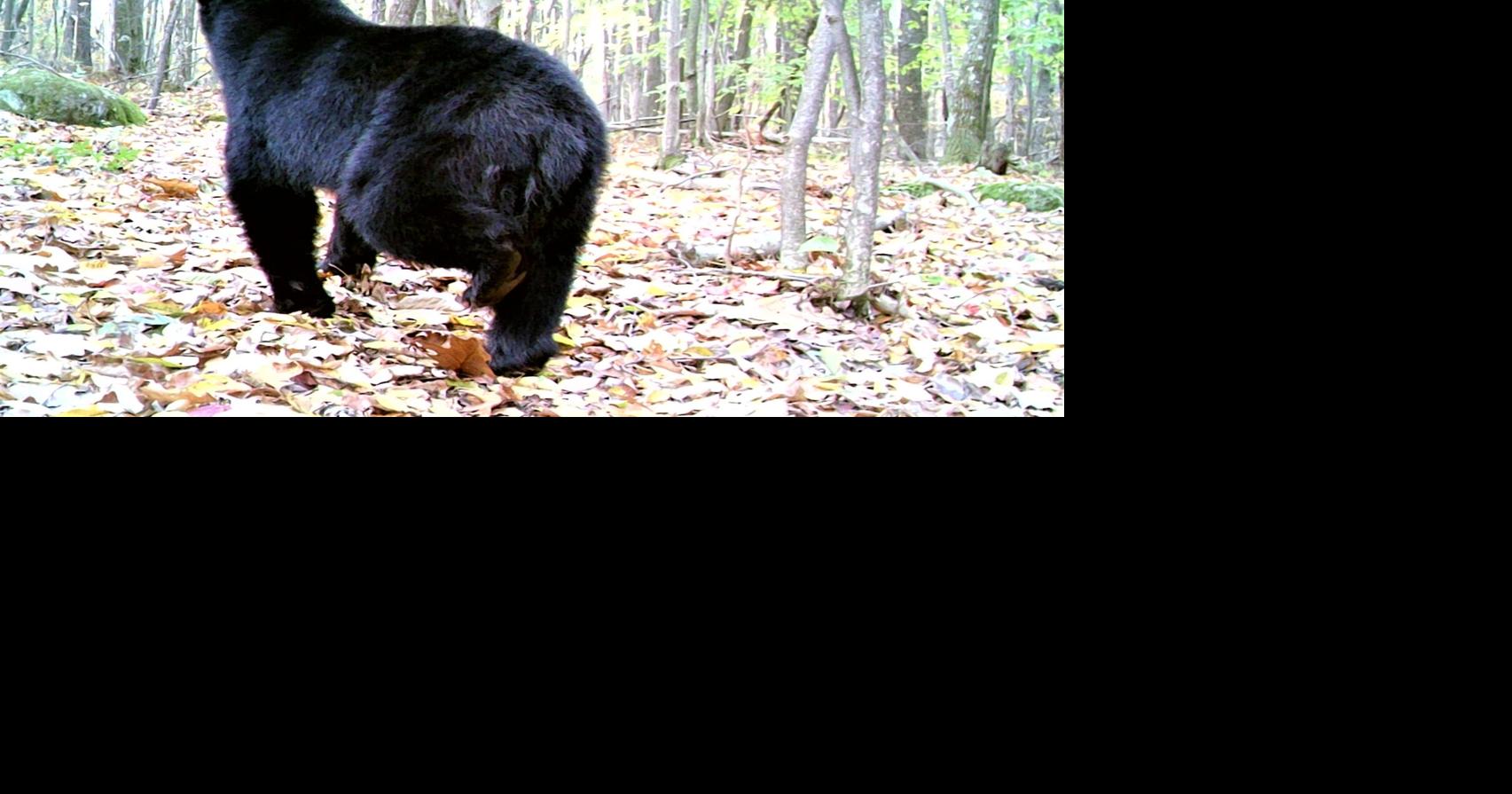 Bear facts: Four-part series to look at Maryland hunt's 19-year history ...