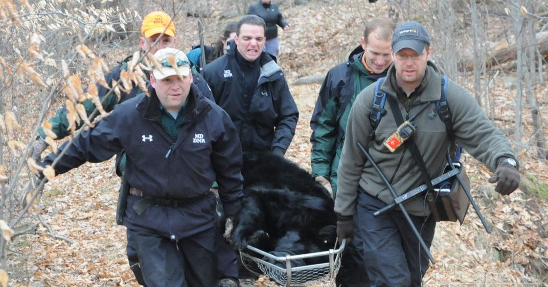 Expert analyzes 12 years of Maryland bear harvest | Bear Hunt | times ...