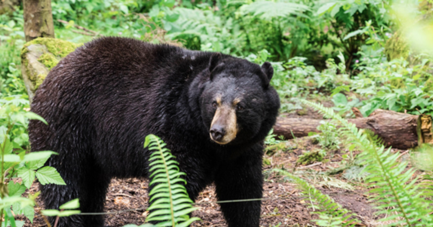 Maryland's annual bear hunt off to slow start | Local News | times-news.com