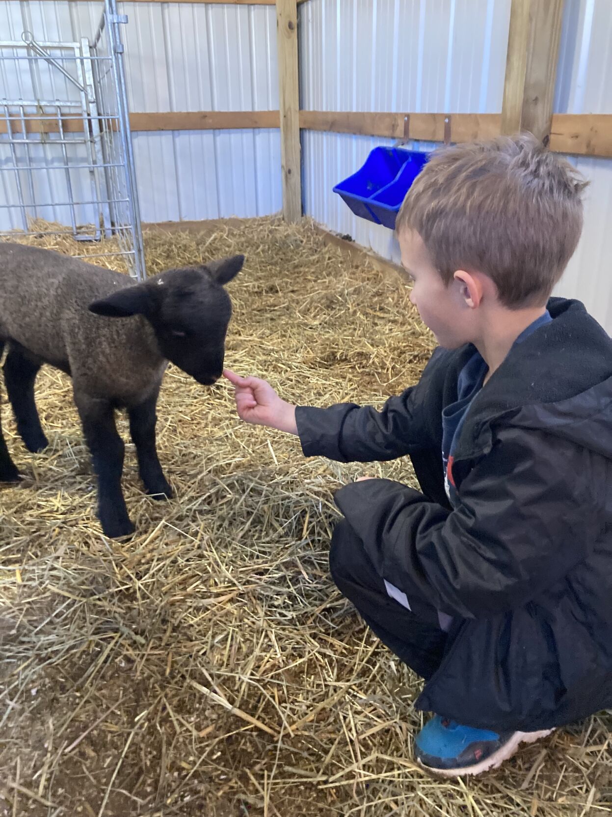 Students 'come alive' at Crellin Elementary's Sunshine Farm | Local ...