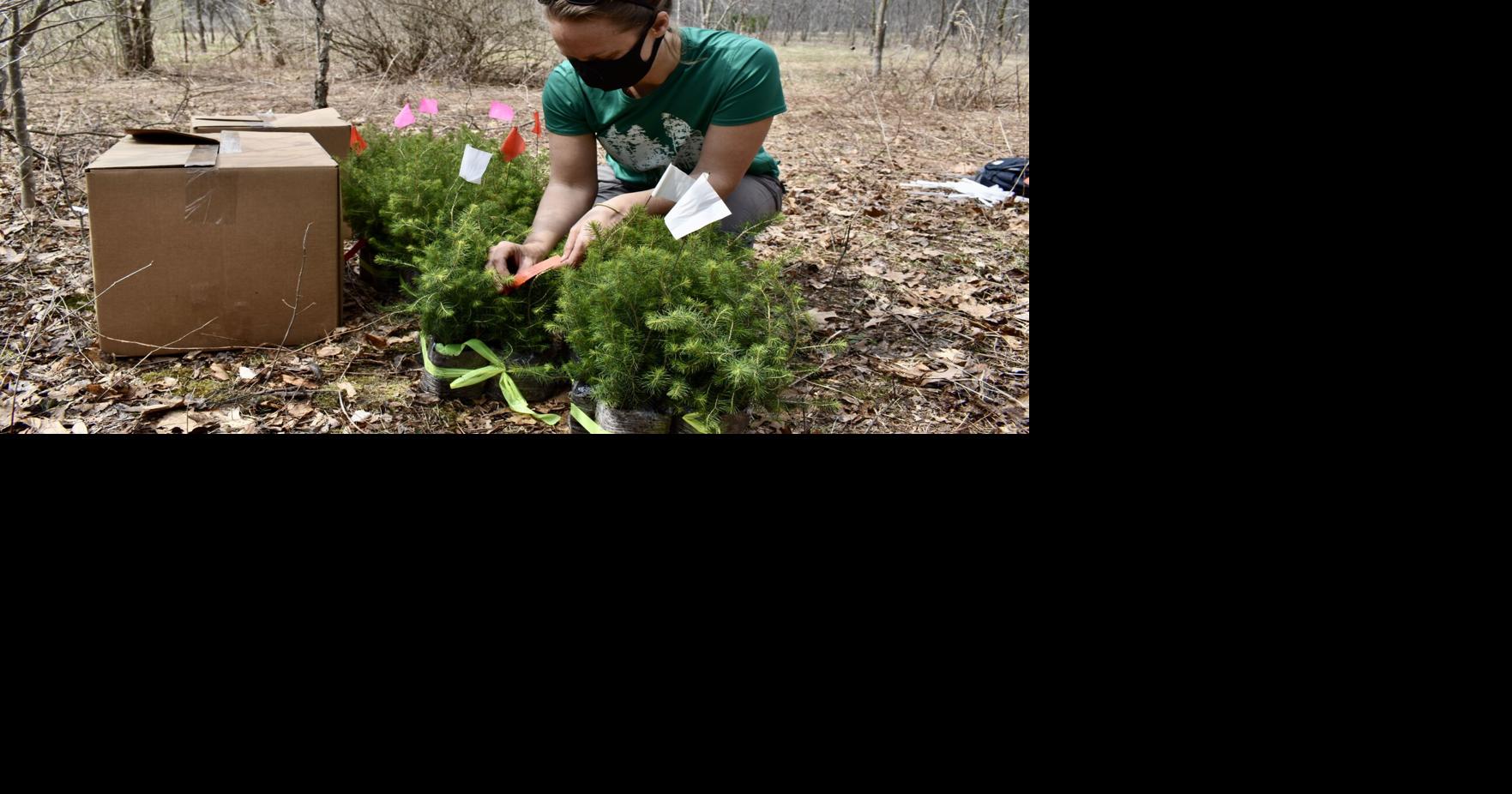 Red spruce saplings planted at Finzel Swamp | Local News | times-news.com