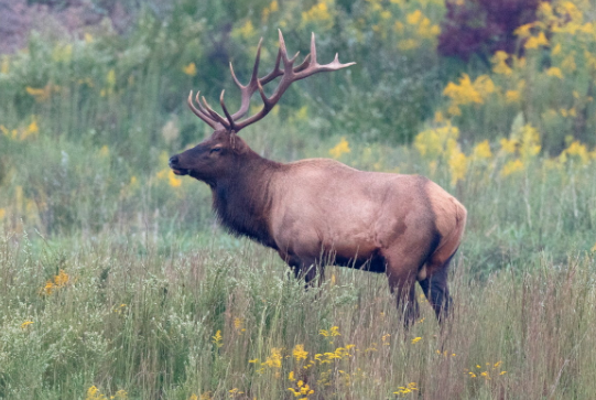 Elk Management Project tours begin at Chief Logan Lodge | Local News ...