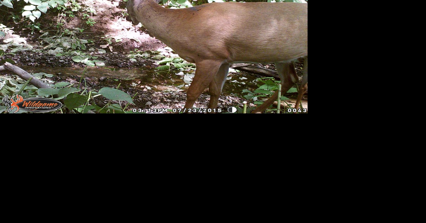 Pa. Game Commission gets serious about fighting deer disease | Local ...