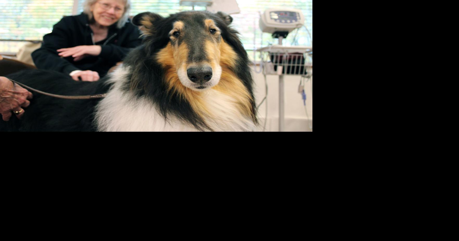Power of the paw: How local therapy dogs built an empire | News | times ...