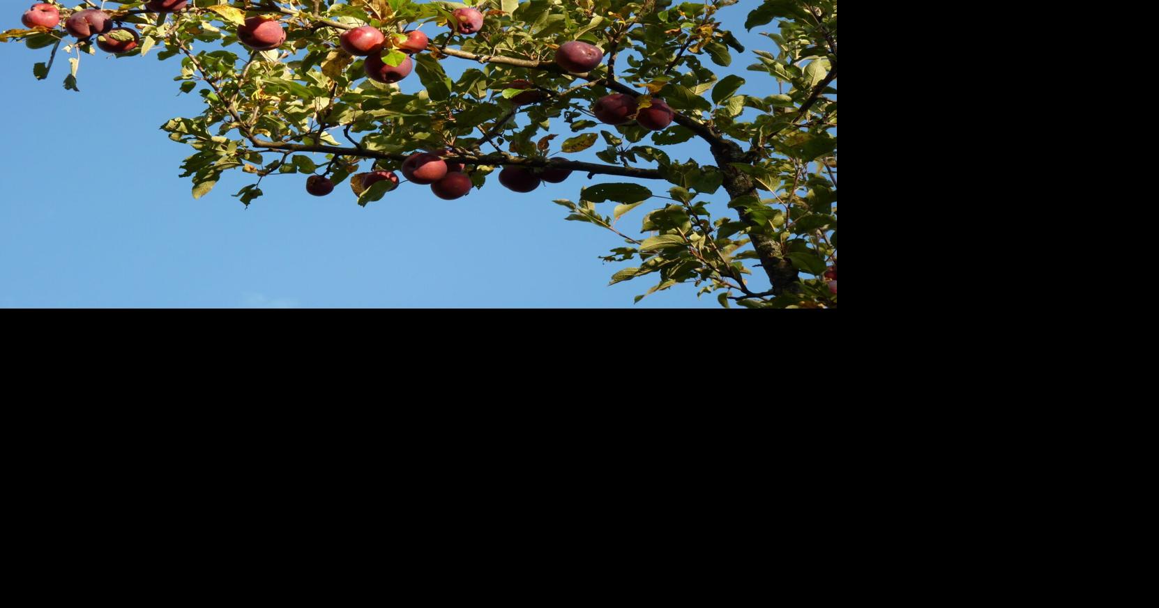 Times Argus Community News for Sept. 11, 2025 | Community | timesargus.com