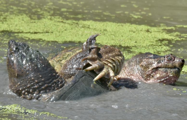 Steve Costello's Wildlife: Turtle war | Weekend Magazine | timesargus.com
