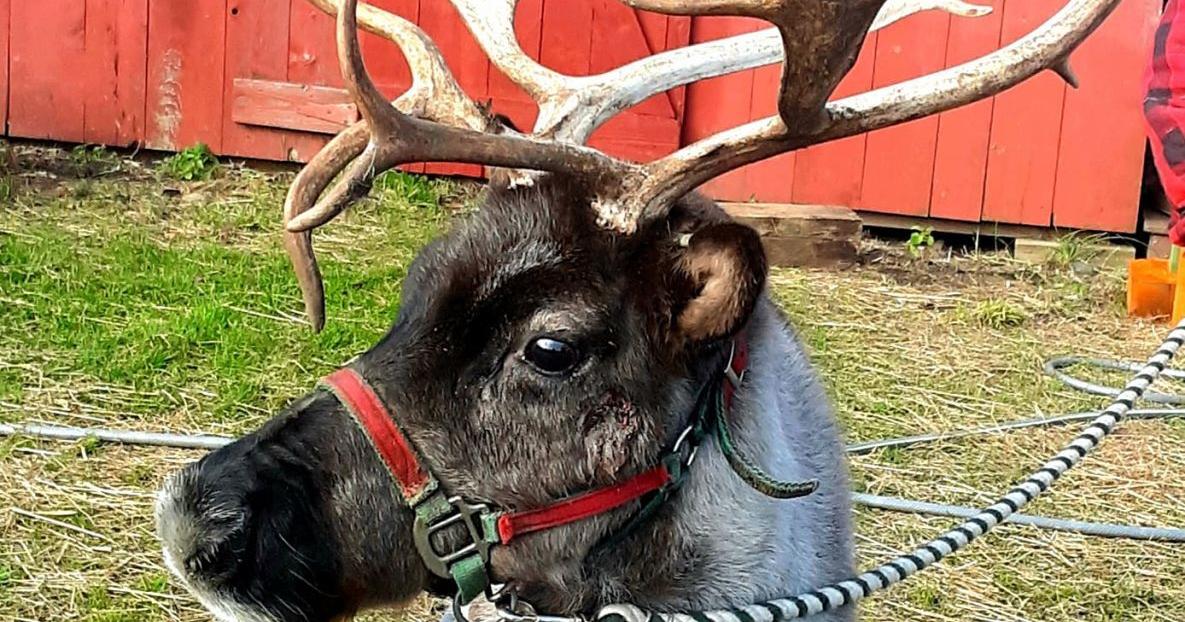 Downtown Sunday: Reindeer, vaccines, shopping specials | Tacw ...