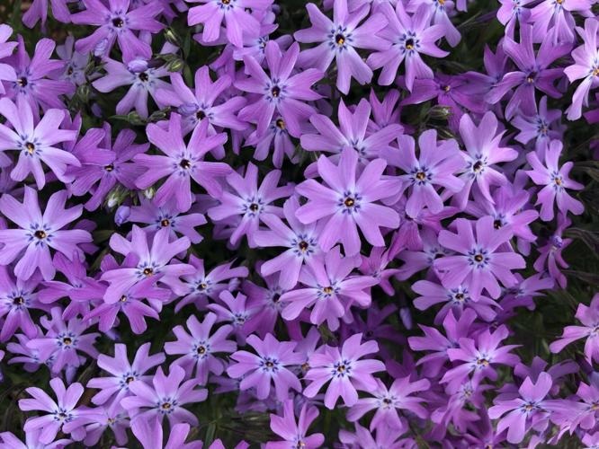 UVM Extension: Groundcovers as living mulch | Weekend Magazine ...