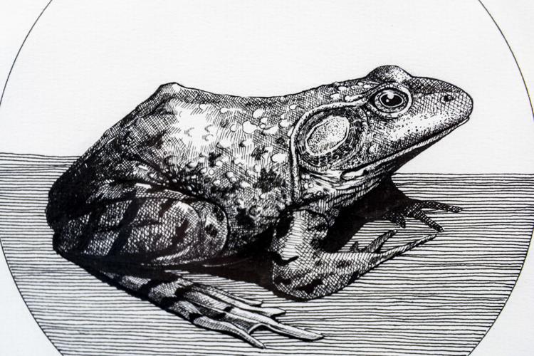 ‘Anatomy of a Pond’: Adelaide Murphy Tyrol at North Branch Nature ...