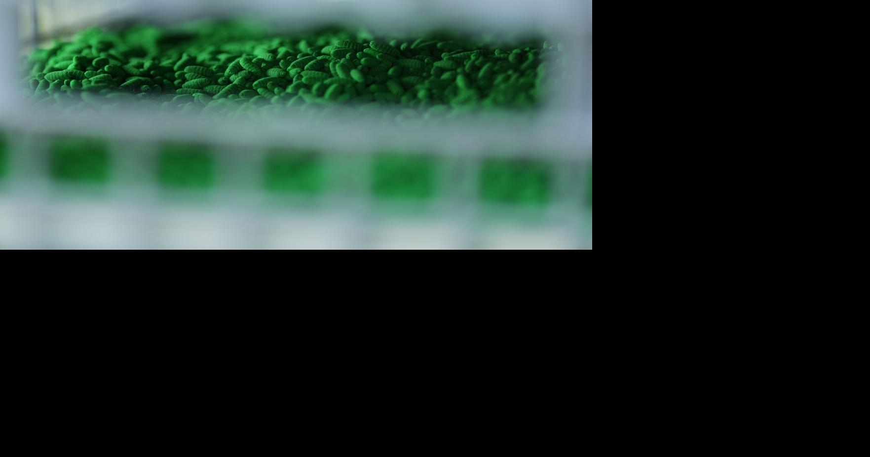 Screwworm Livestock | National | timesargus.com