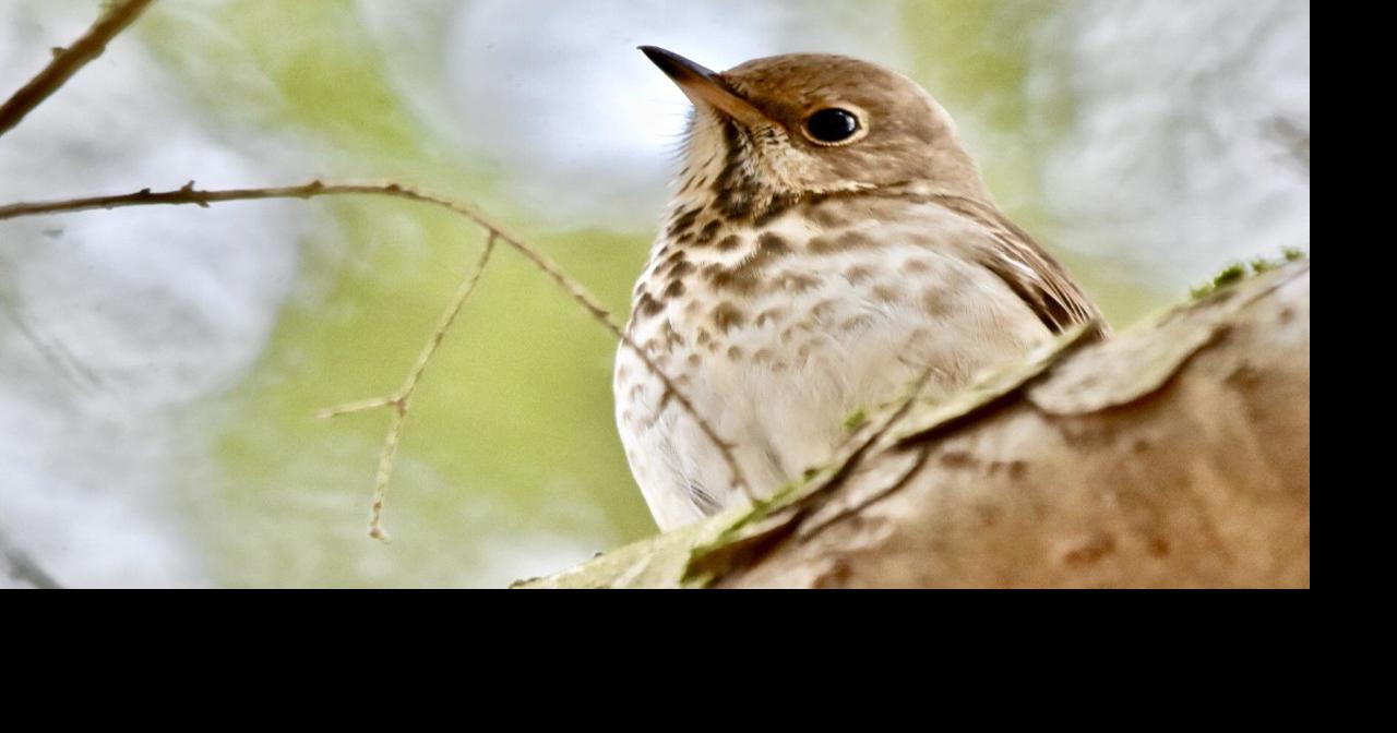 Hermit thrush in the woods | Weekend Magazine | timesargus.com