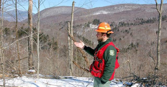 Forest Service project combines timber harvesting with forest ...