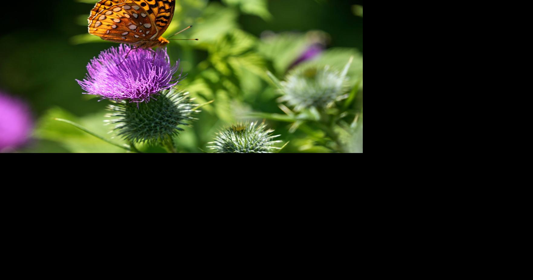 Great Spangled Fritillary Butterfly | National | timesargus.com