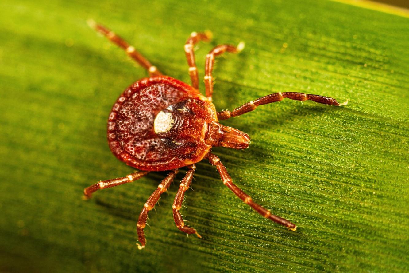 Be Well Tick Allergy | National | timesargus.com