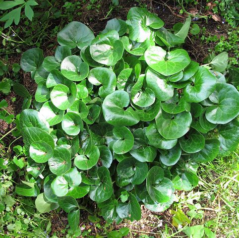 Losing your impatiens? Count to 10 and try these | | timesargus.com