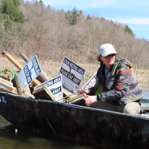 Give recovering loons lots of space, wildlife advocates say | Local ...