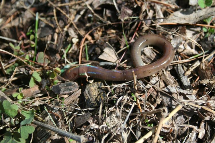 UVM Extension: Invasion of jumping worms | Weekend Magazine ...