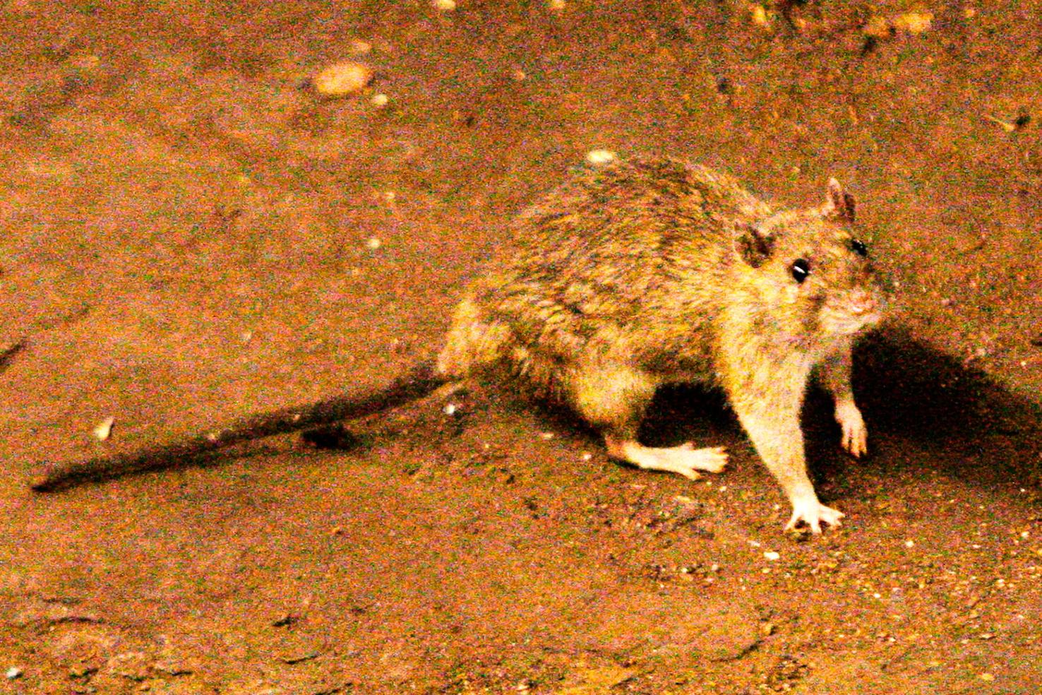 A suspected hantavirus outbreak on a cruise ship in the Atlantic Ocean ...