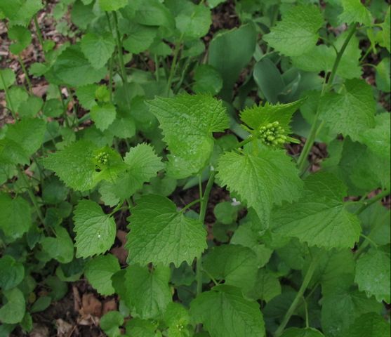 Scratching the itch to pull the weed | | timesargus.com