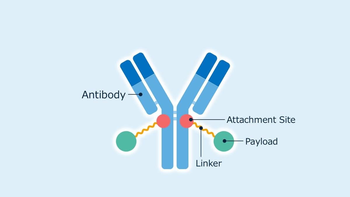 Asahi Kasei Life Science Acquires License for Novel Antibody-Drug ...