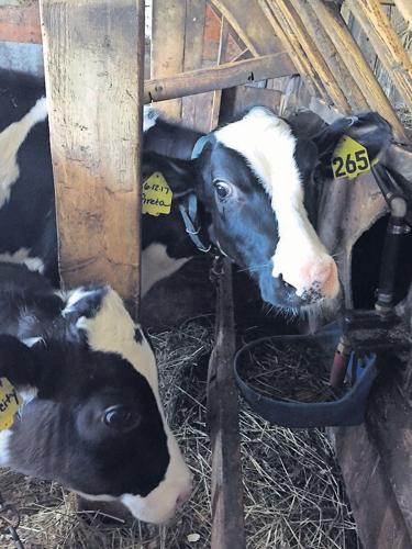 ‘TIL THE COWS COME HOME | | timesargus.com