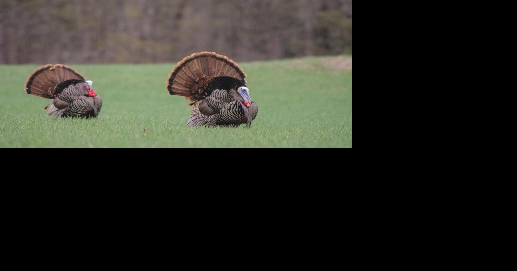 Times Argus Community News | Community | timesargus.com