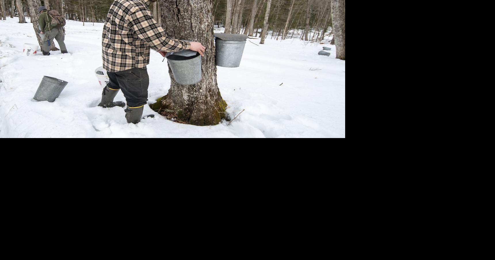 Feeling Sappy | Slider | timesargus.com