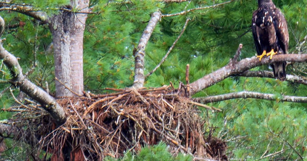 Times Argus Community News for Aug. 6, 2025 | Community | timesargus.com