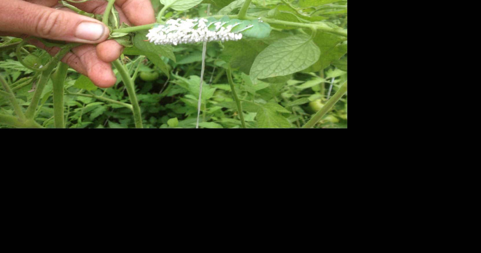 UVM Extension: Good bugs in the garden | Weekend Magazine | timesargus.com