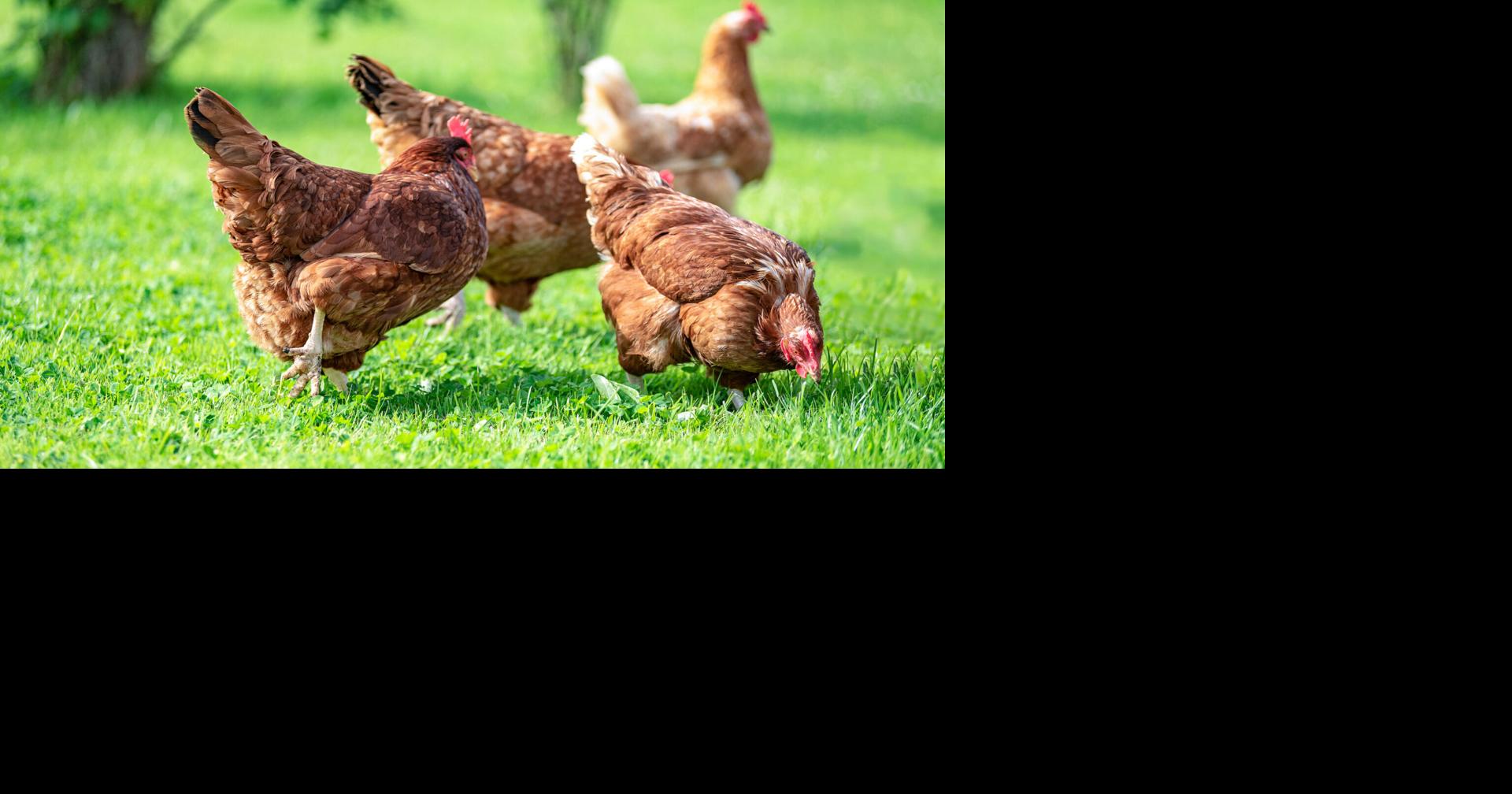 Times Argus Community News for March 27, 2025 | Community | timesargus.com