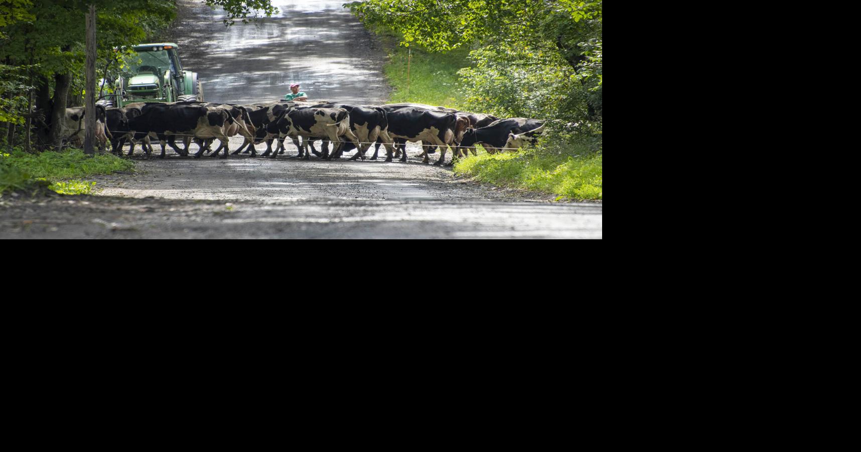 Cow Crossing | Slider | timesargus.com