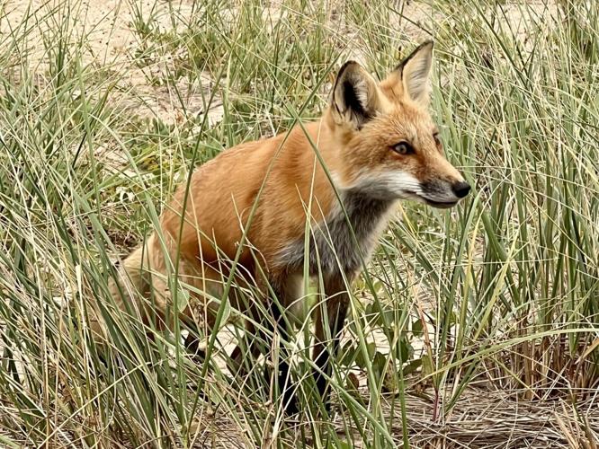 Steve Costello's Wildlife: A fox at the beach | Weekend Magazine ...