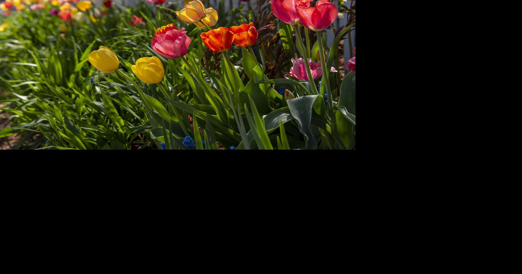 Full of Colors | Slider | timesargus.com