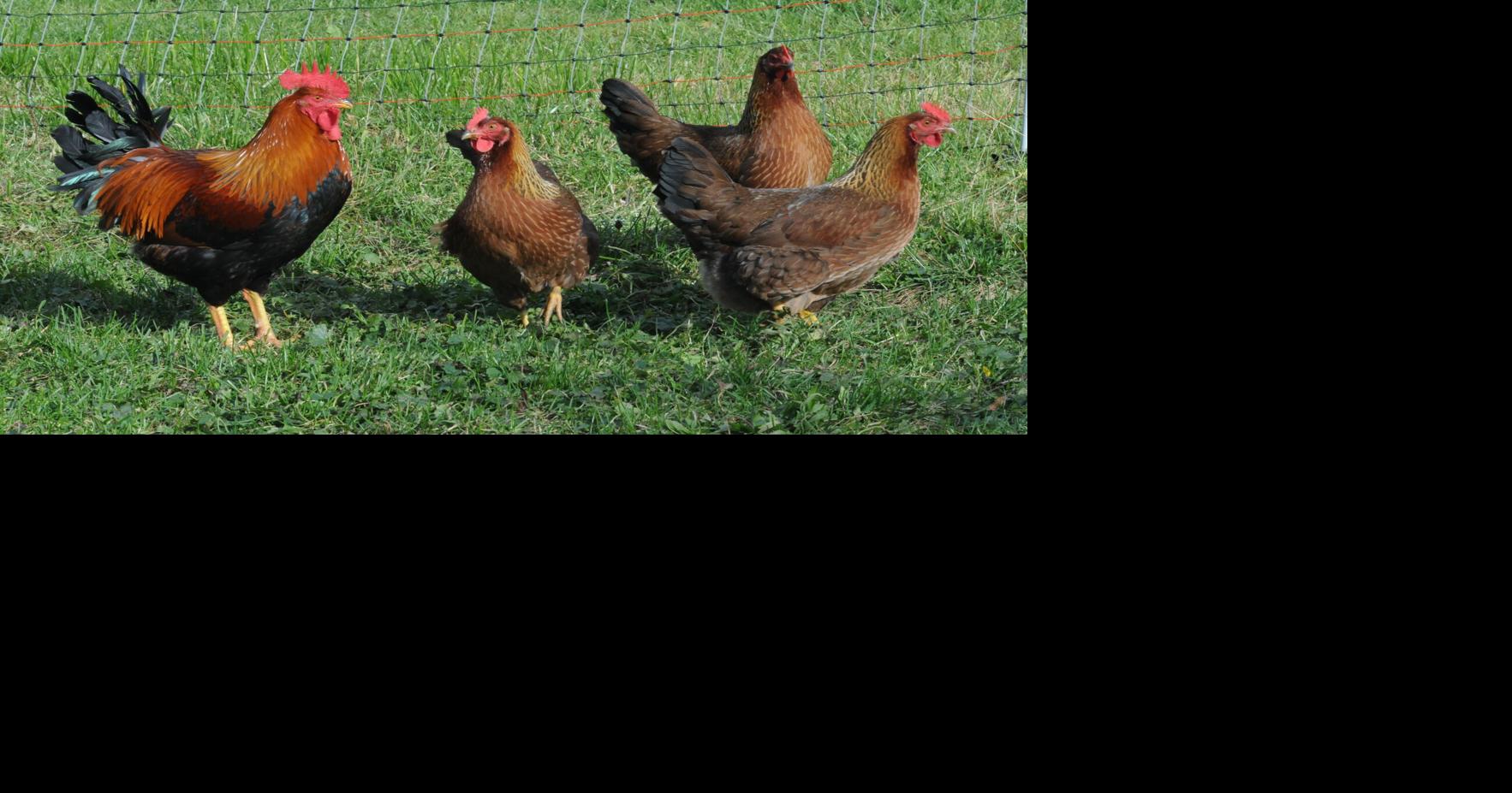 Times Argus Community News | Community | timesargus.com