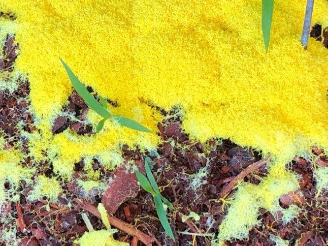 UVM Extension: Wet weather brings slime mold | Weekend Magazine ...