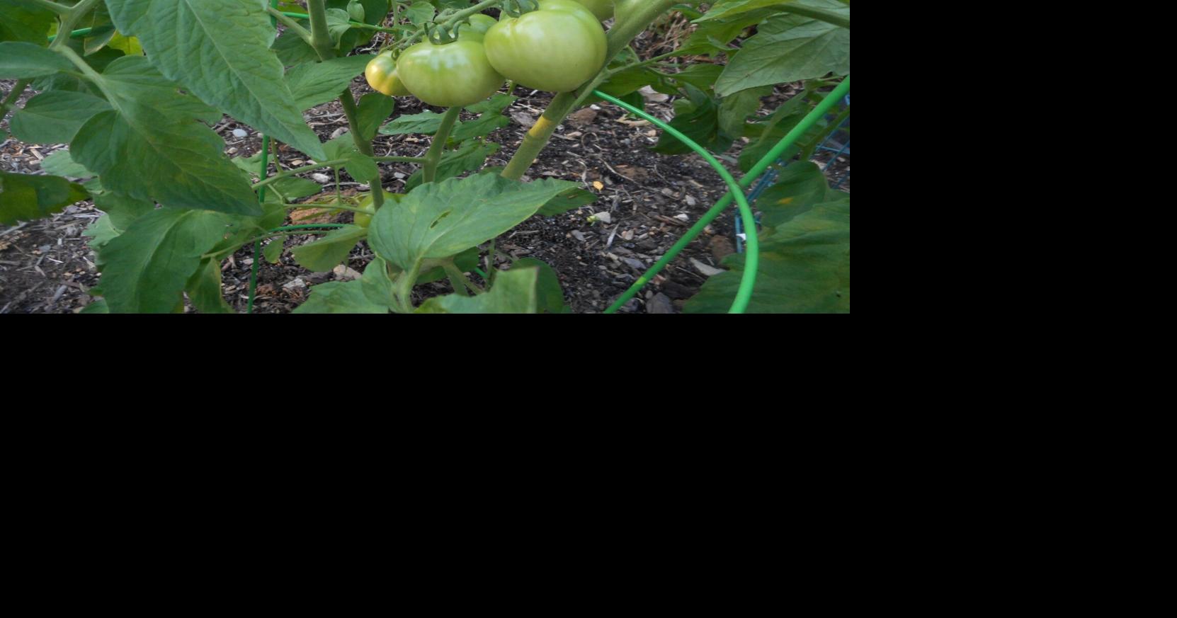 UVM Extension: Time for tomato trivia | Weekend Magazine | timesargus.com