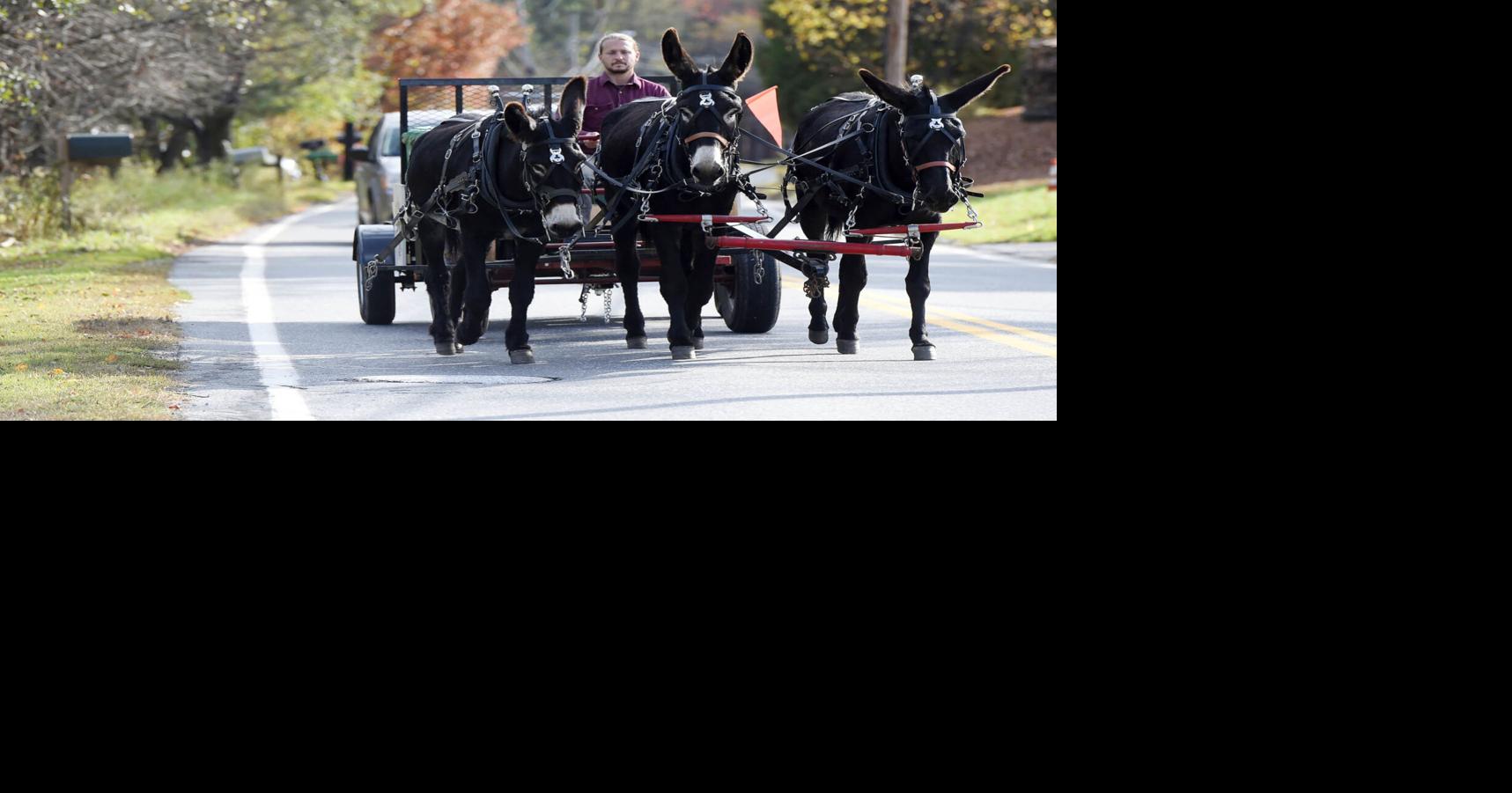 Donkey Drive | Slider | timesargus.com