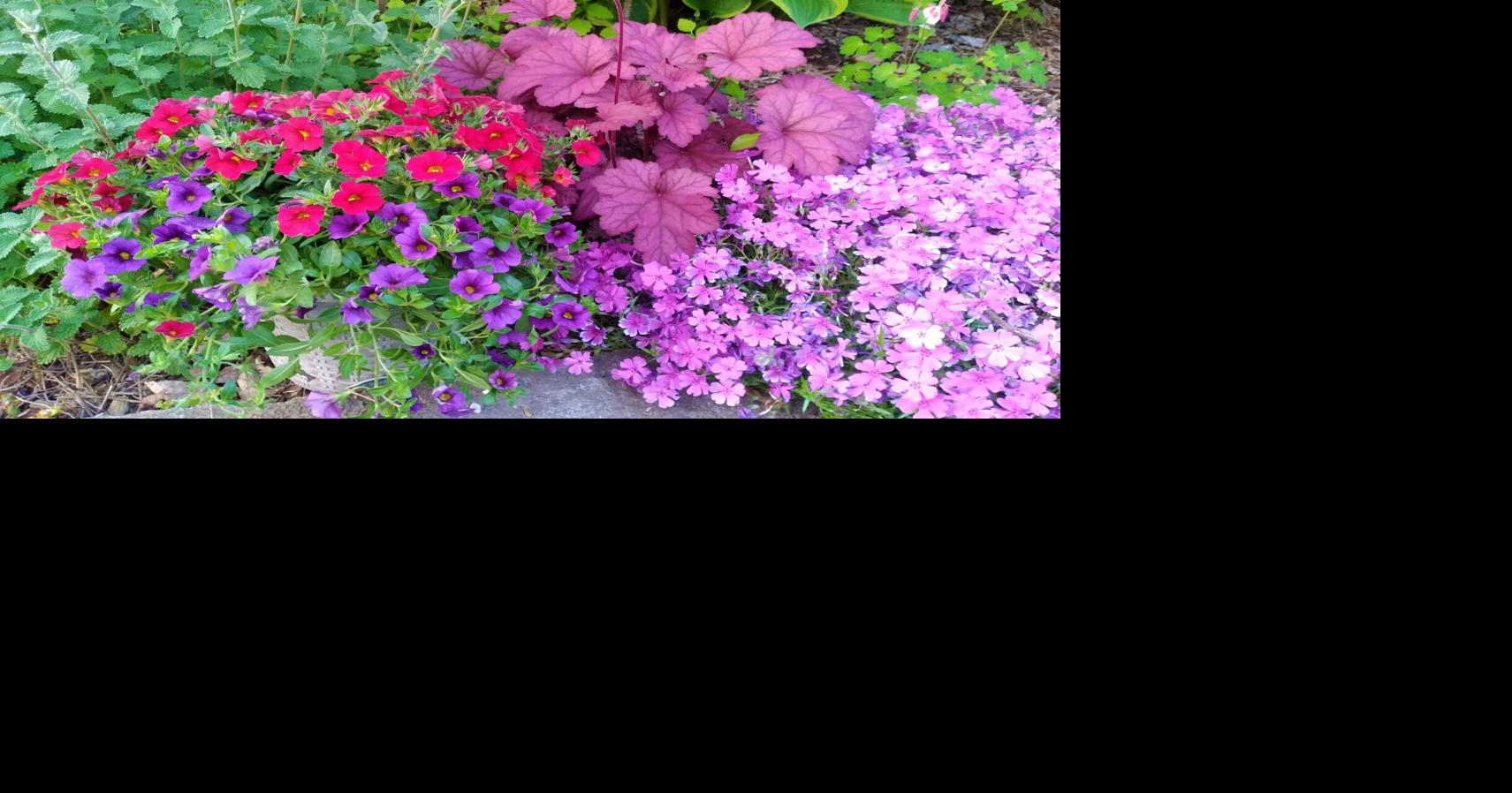 UVM Extension: Season-long garden color | Weekend Magazine | timesargus.com