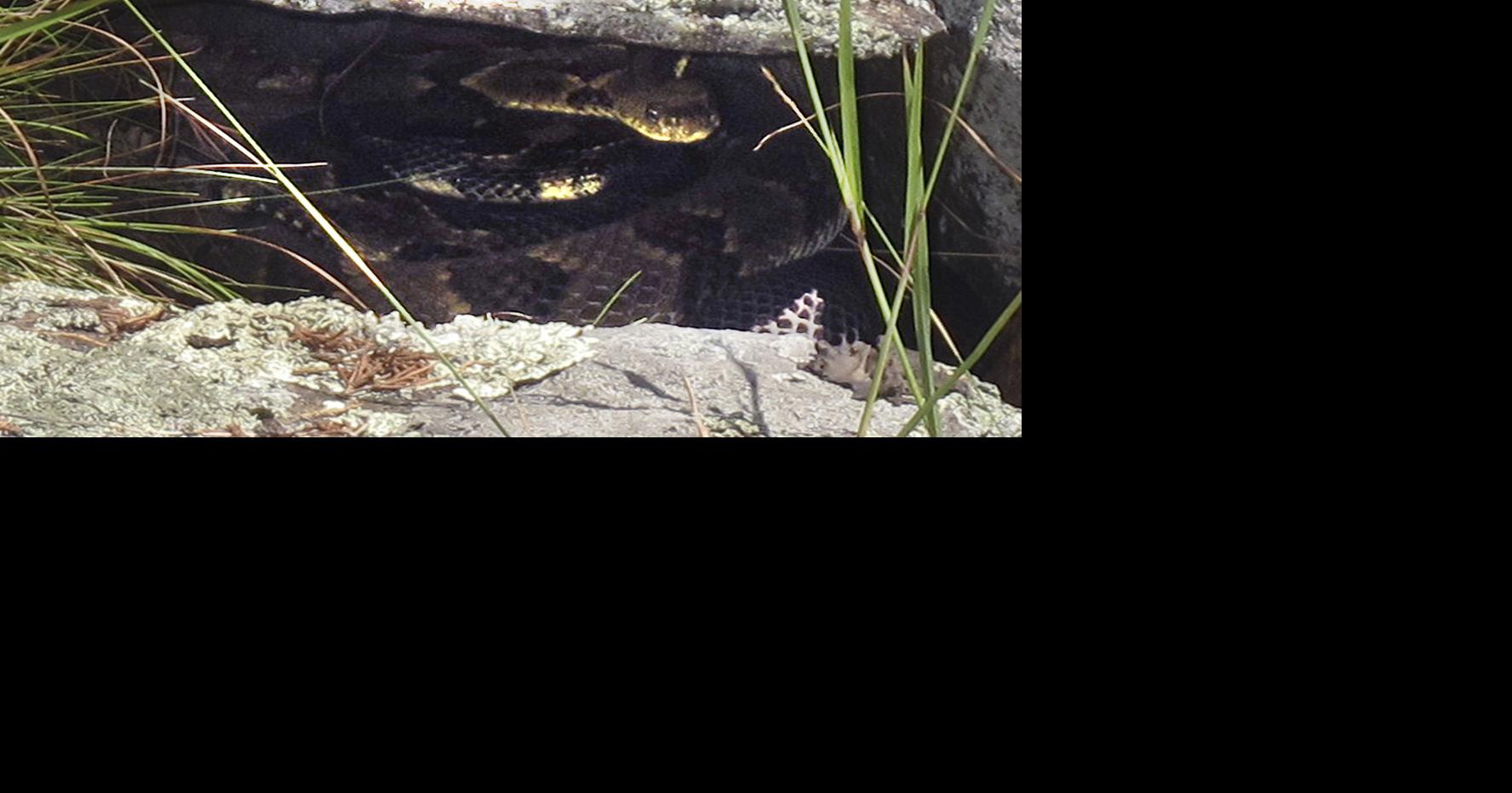 Fungus identified as cause of snake ailment | News | timesargus.com