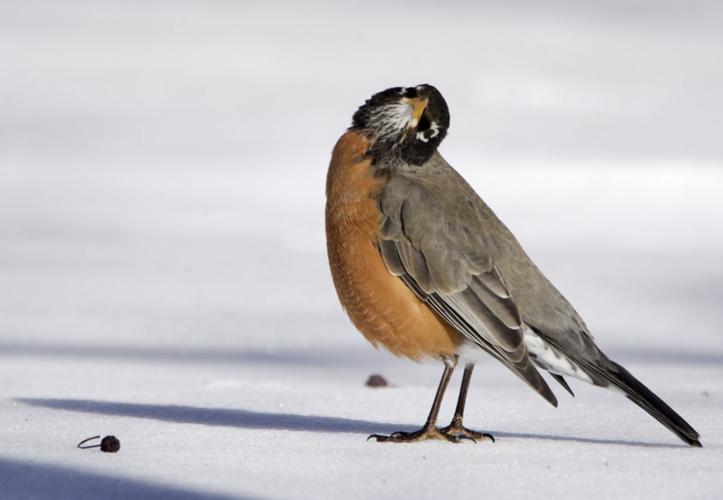 Steve Costello's Wildlife: Robin renewal | Weekend Magazine ...