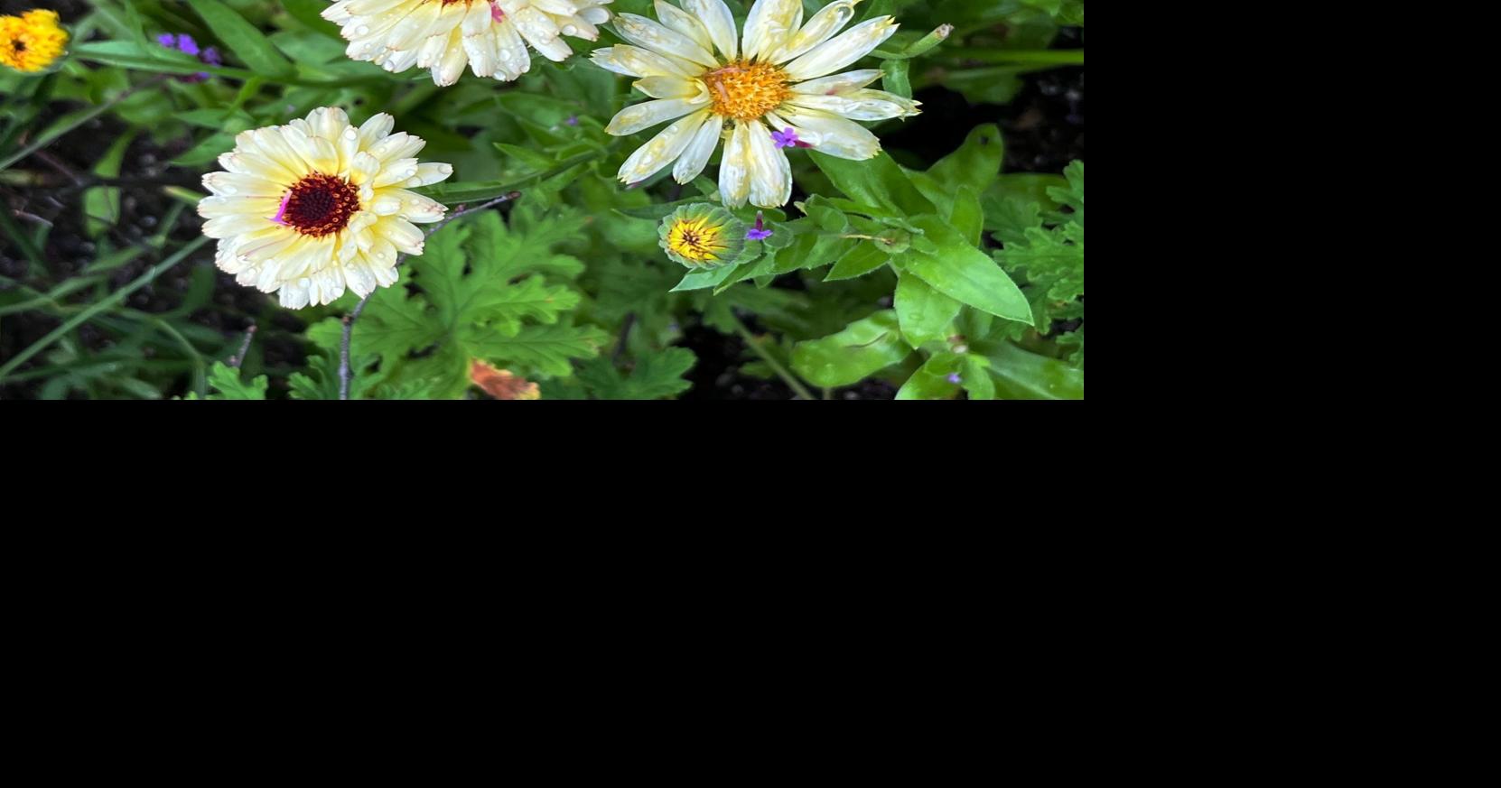 UVM Ext.: Seeds to plant this fall | Weekend Magazine | timesargus.com