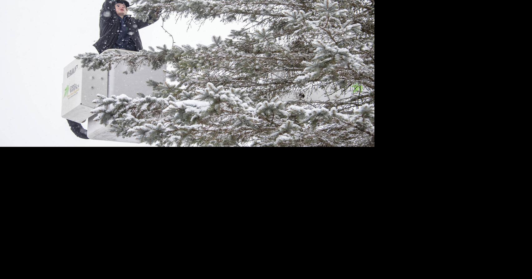 Tree Toss | Slider | timesargus.com