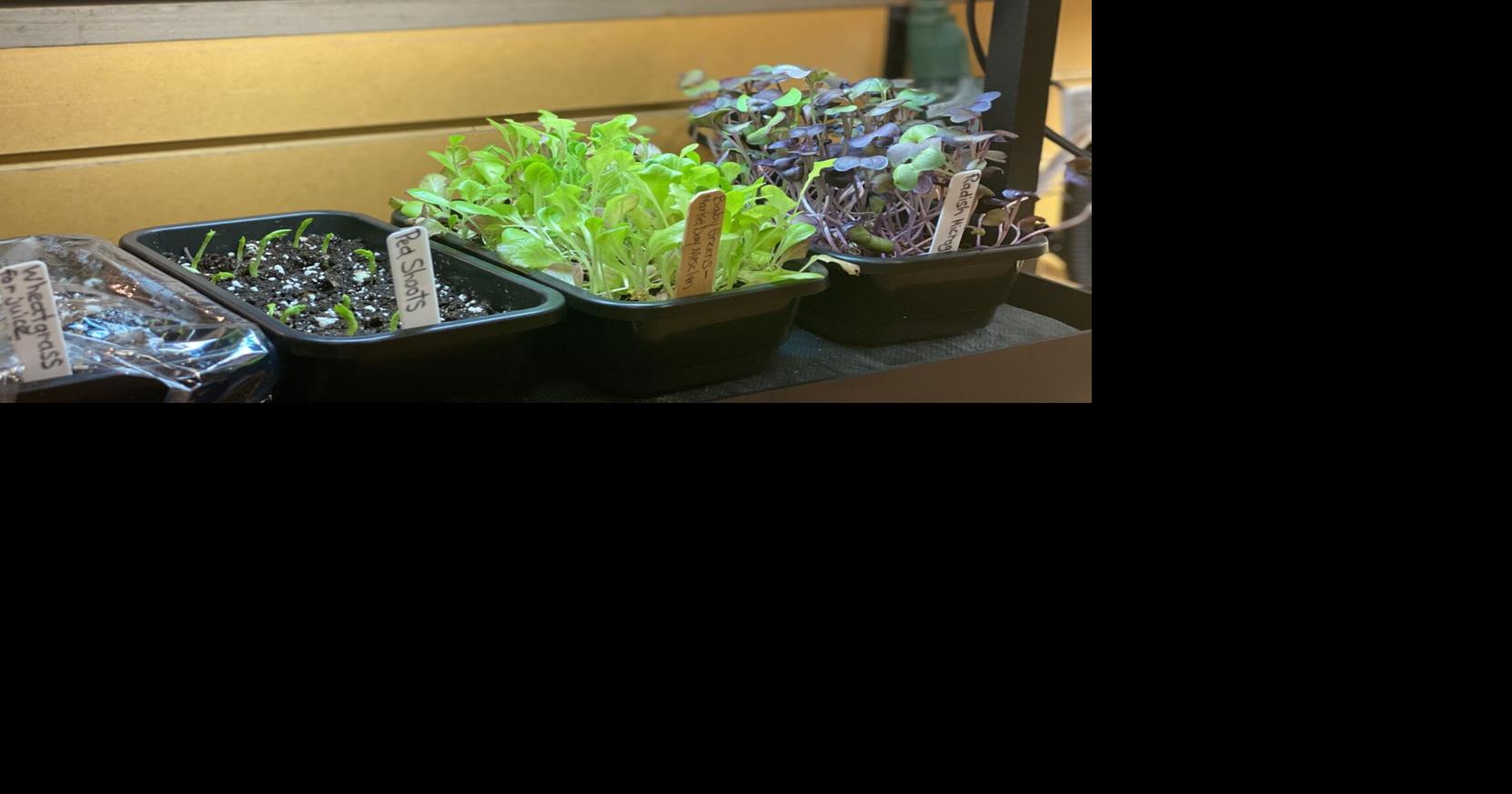 UVM Extension: Get a head start on the growing season | Weekend ...