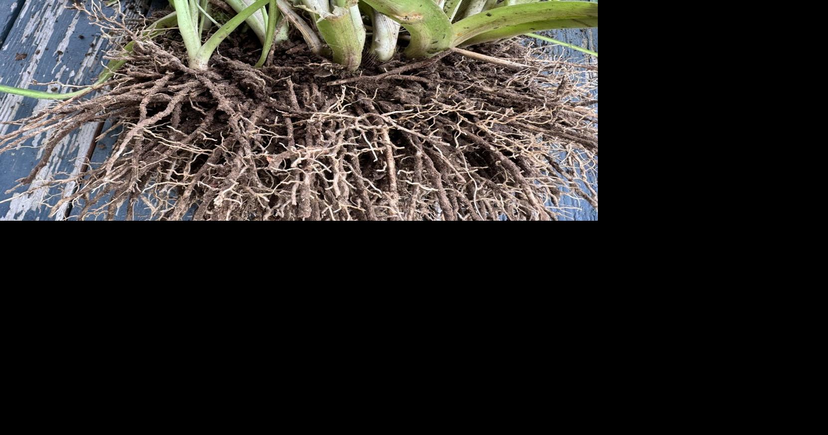 UVM Extension: Time to divide up those perennials | Weekend Magazine ...